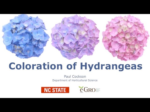 Aluminum Sulfate Hydrangeas Dammann's Garden Company – HOW TO TURN
