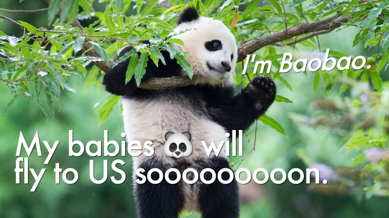 Hello Washington DC! Two new giant pandas are coming back to US from ...
