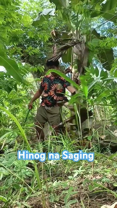 Saging Na Hinog Harvest Satisfying Banana Farming Fresh Agriculture Youtube