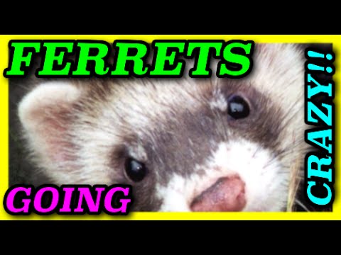 Wild And Crazy Ferrets Playing: Video Compilation of Funny Ferrets - YouTube