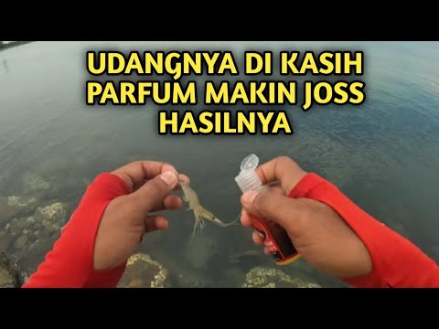 MANCING PAKAI UDANG DI ESSEN HASILNYA JOSS... - YouTube