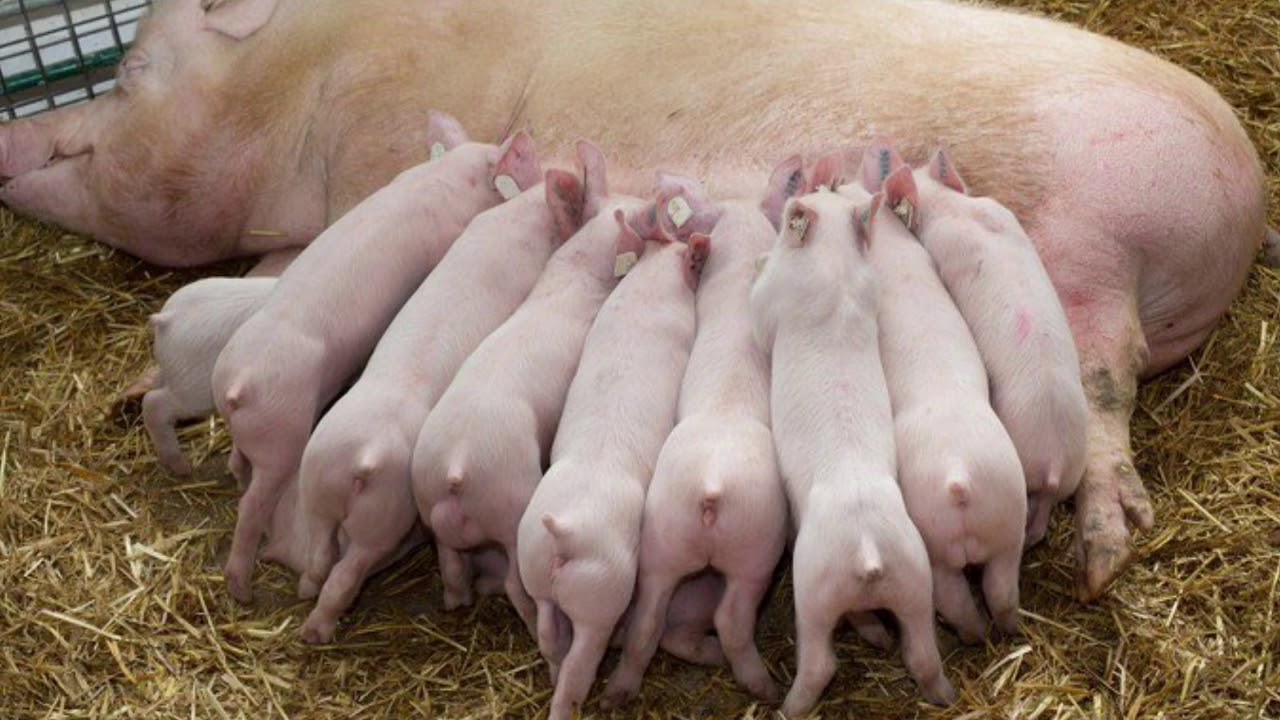 Pigs Go Oink - YouTube