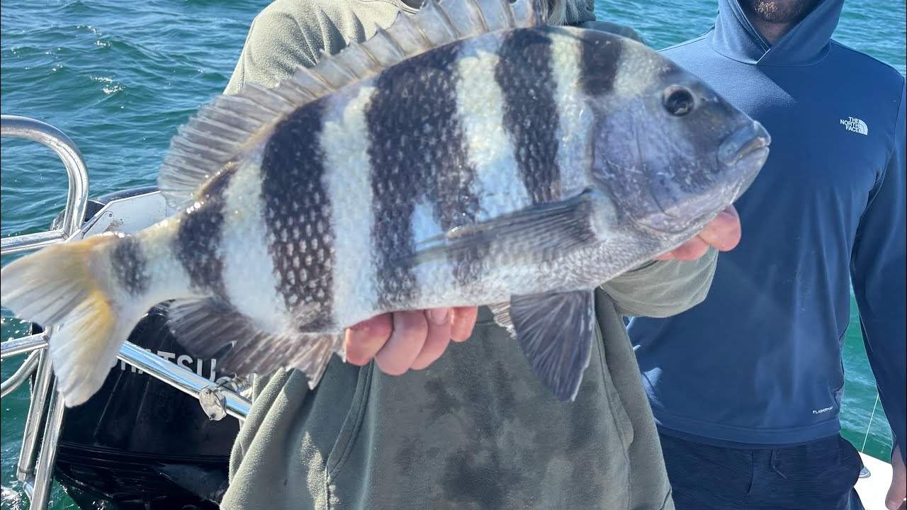 Best Rig for Sheepshead Fishing – Catch More Sheepshead! - YouTube