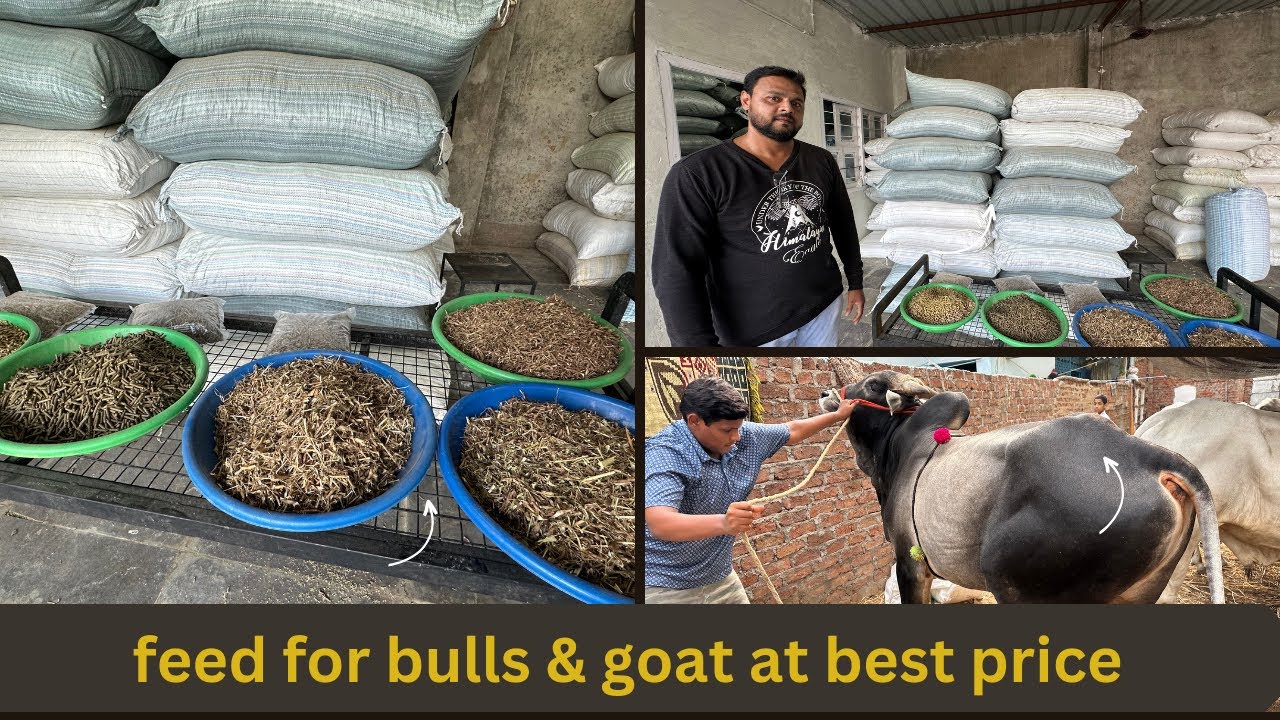 Dry food for goats & cows pallets And Hand cut tuwar bhunsa - YouTube