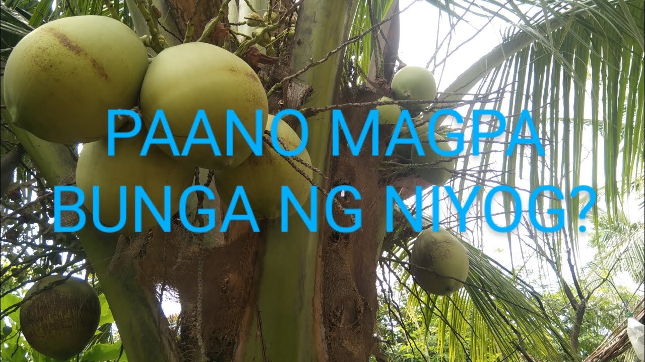 PAANO MAGPA BUNGA NG NIYOG? - YouTube