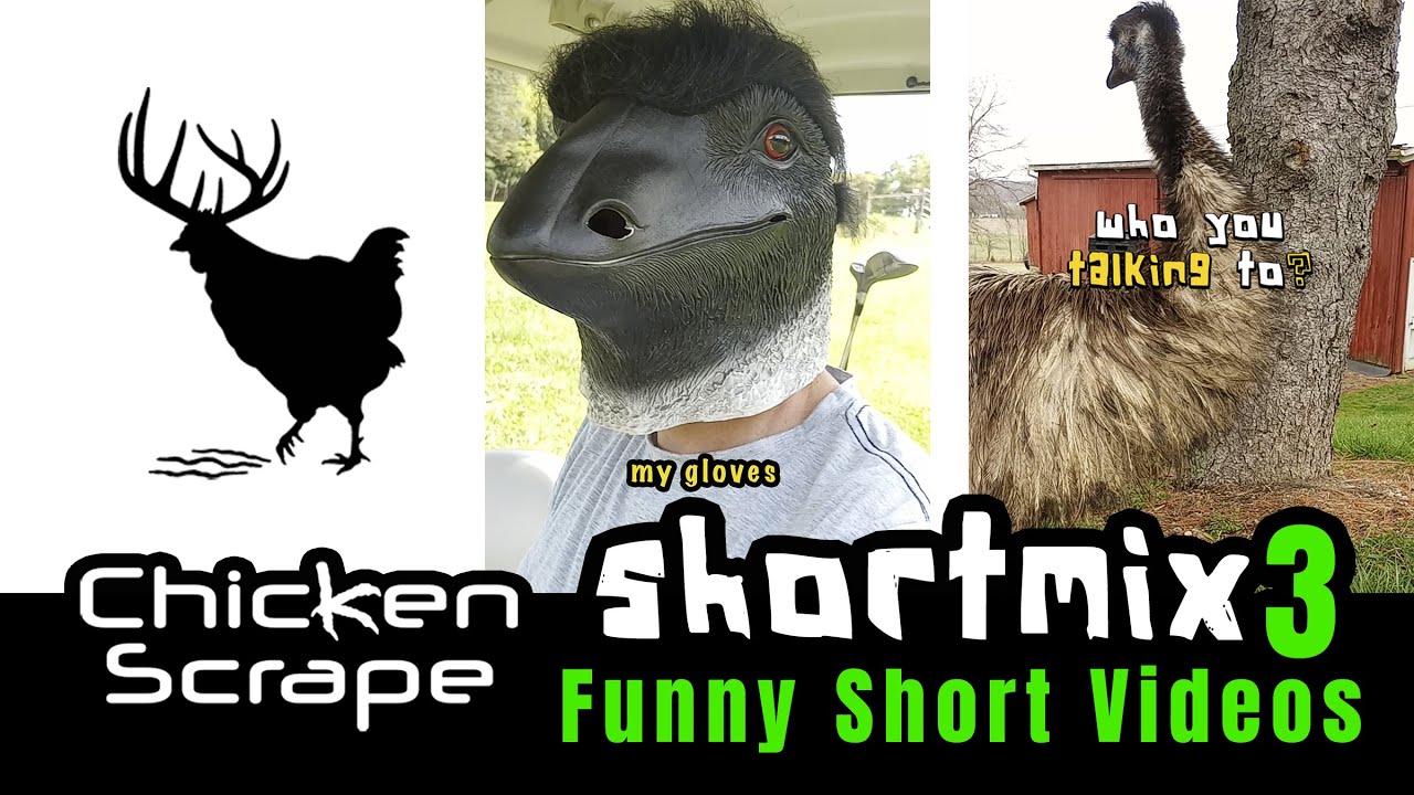 Shortmix 3 Funny Short Animal Videos - YouTube