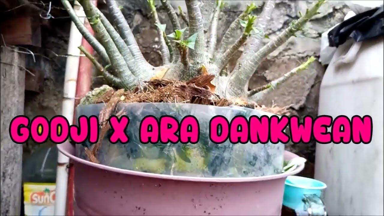 Pruning GODJI x AD (Ara DankWean) - YouTube