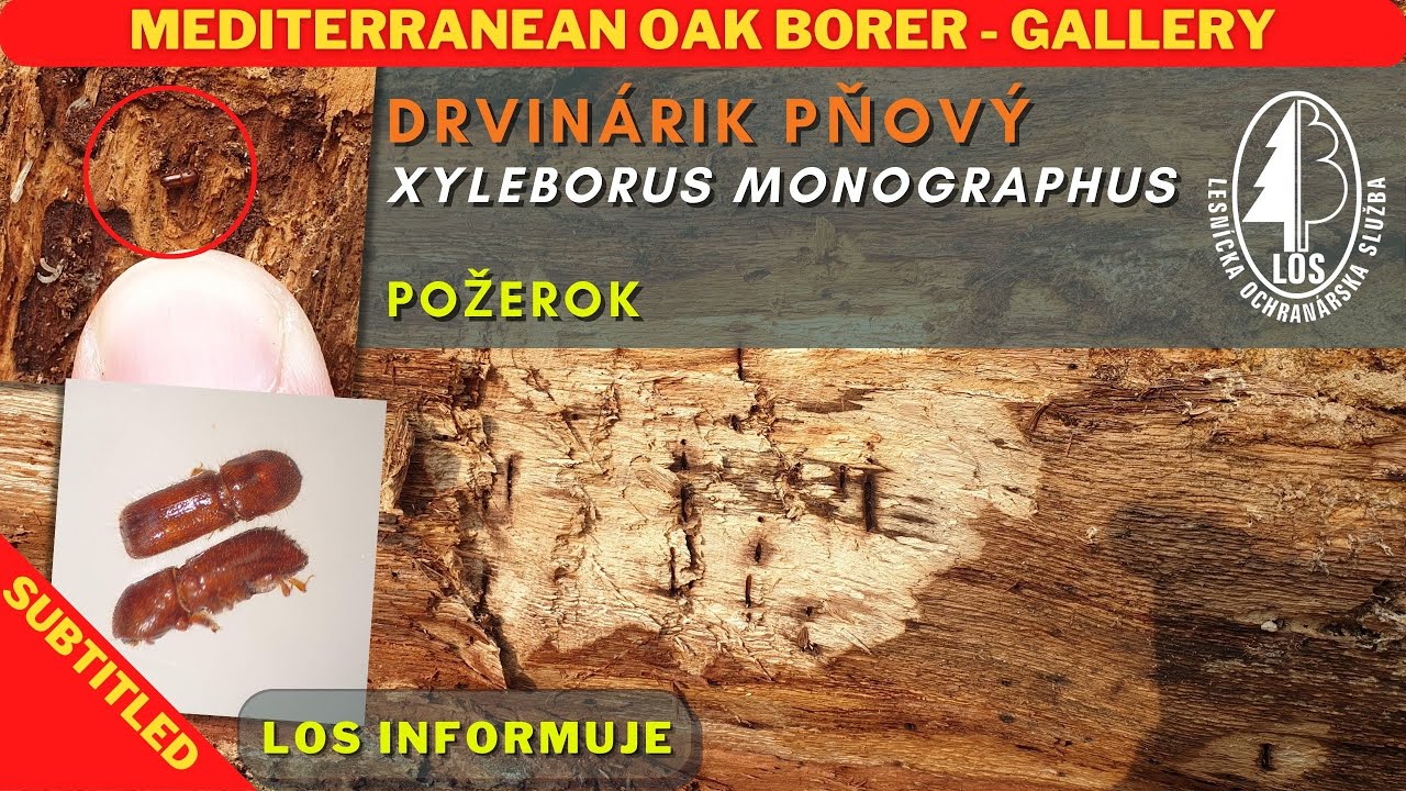 Drvinárik pňový | Mediterranean oak borer (Xyleborus monographus ...
