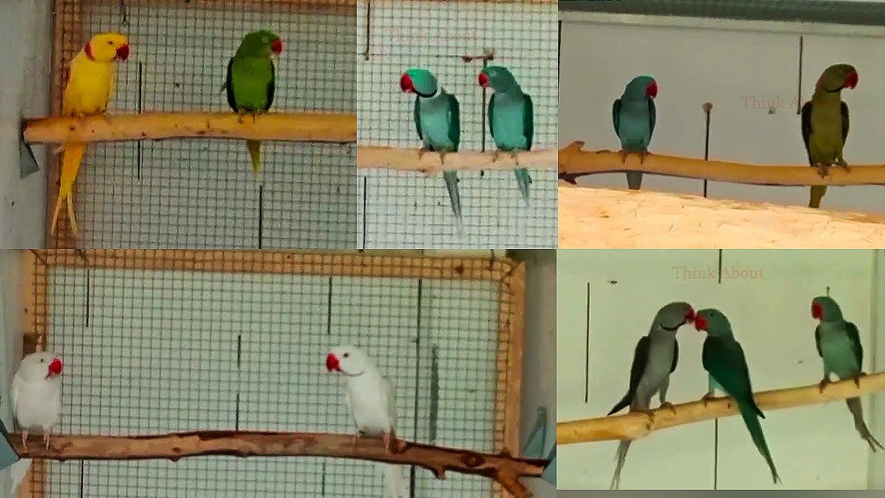 Breeding Alexandrine Parrot collection #cute #beautiful #parrot - YouTube