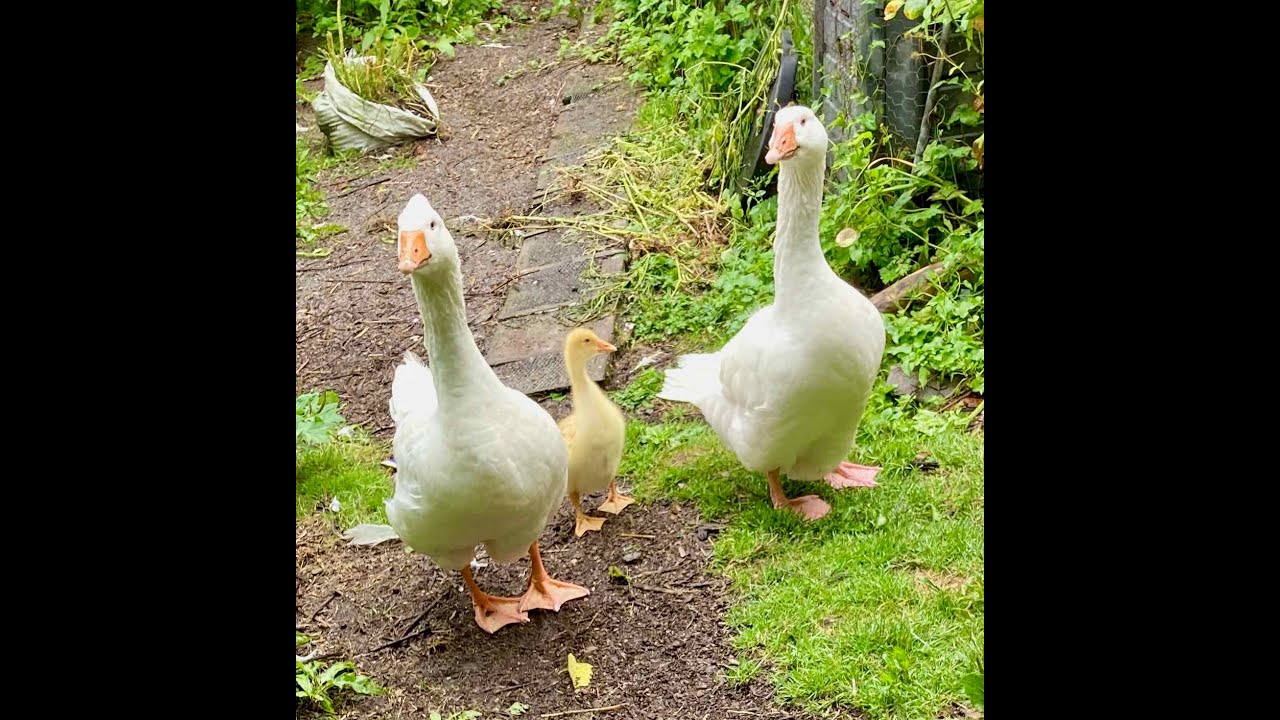 Ms & Mr Bobblehead Goose & Gosling - YouTube