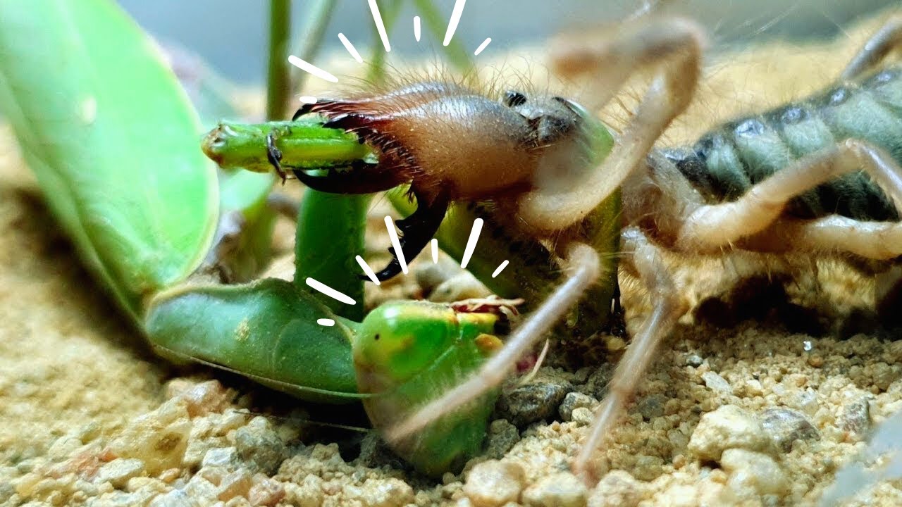 As MAIORES BRIGAS de Insetos já Filmadas - YouTube