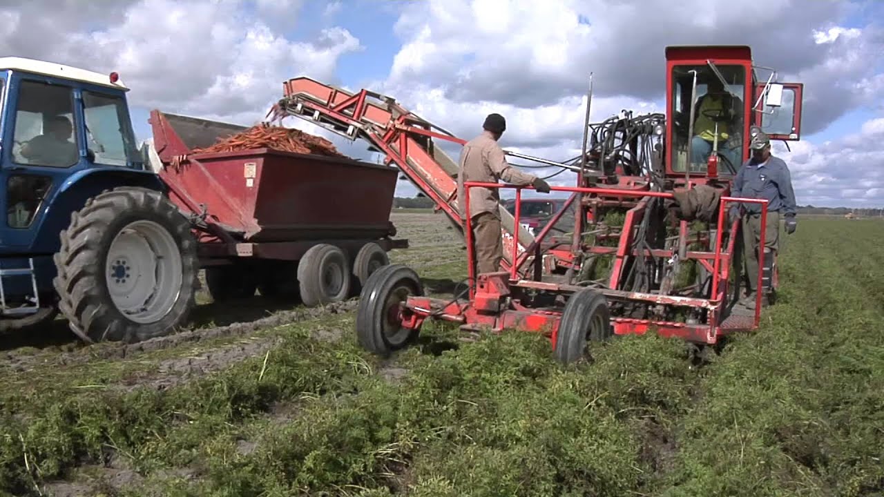 VanSingel Farms: 2015 MI Vegetable Council Master Farmer Award - YouTube