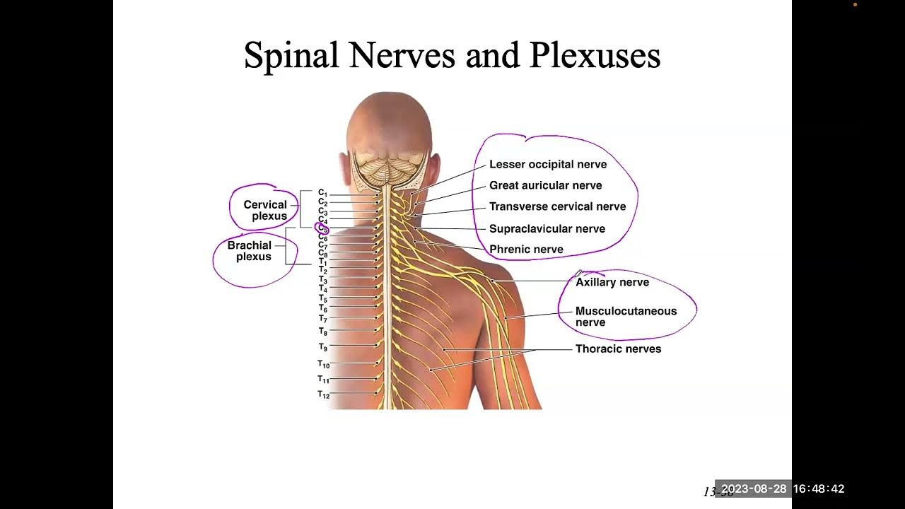 Spinal Nerves, Cervical Plexus, Brachial Plexus, and Clinical - YouTube