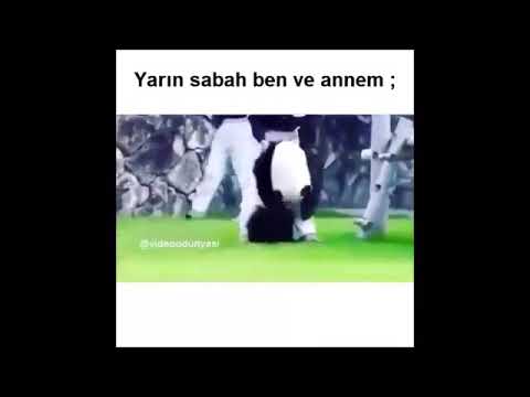 En komık videolar 2017