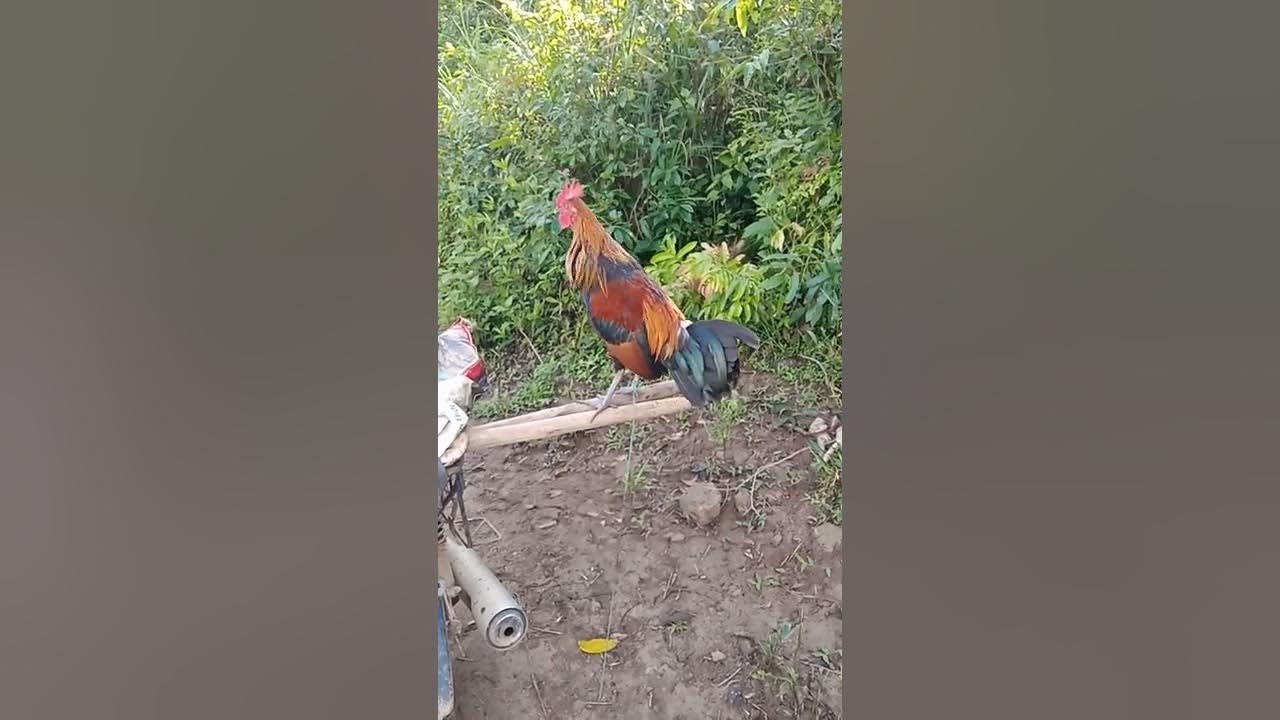 saib me nyuam qaib qua zoo nawb - YouTube