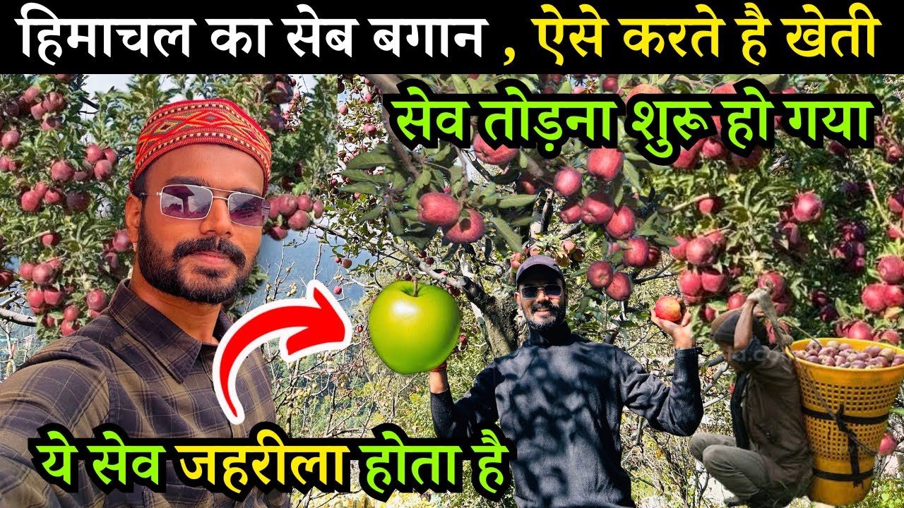 सेव के बाग़ान मनाली । Manali Apple Garden🍎🍏Manali Apple Orchard ...