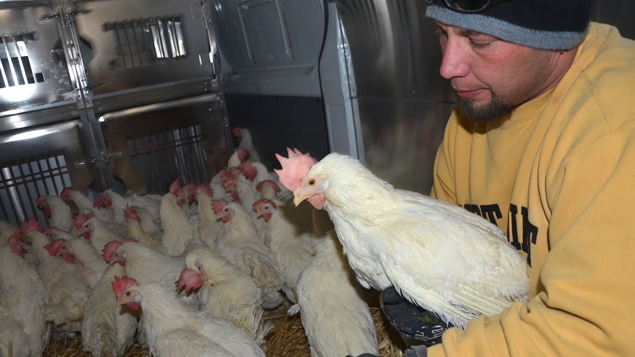 EMERGENCY RESCUE UPDATE - 200 Hens Saved from a Factory Farm - YouTube