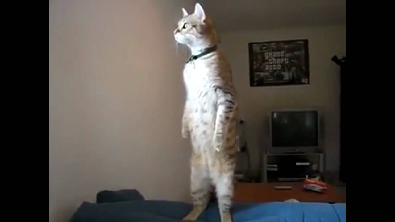 Cat see somthing what is it? - YouTube