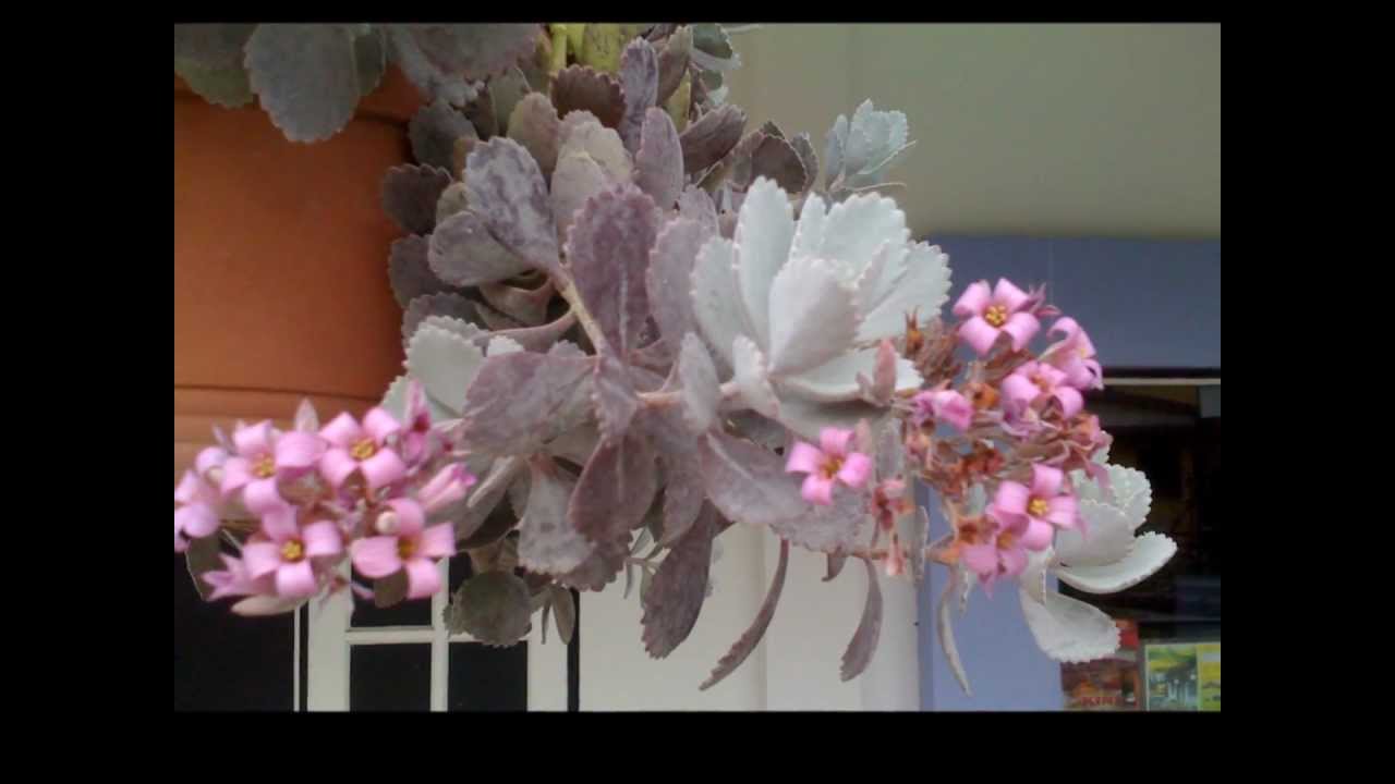 Tanah Rata MARDI HD - YouTube