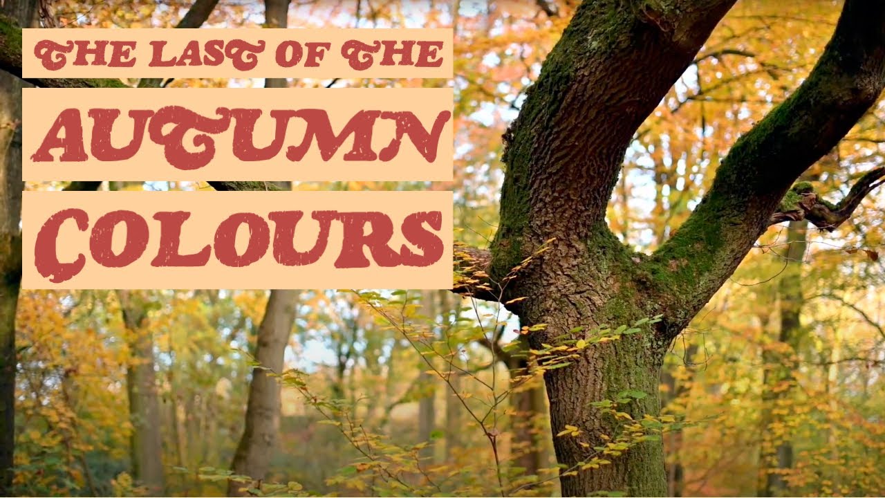 The Last of The Autumn Colours 2022 - YouTube