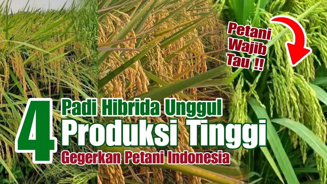 4 Padi Hibrida Unggul, Produksi Tinggi | Idaman Petani !! - YouTube