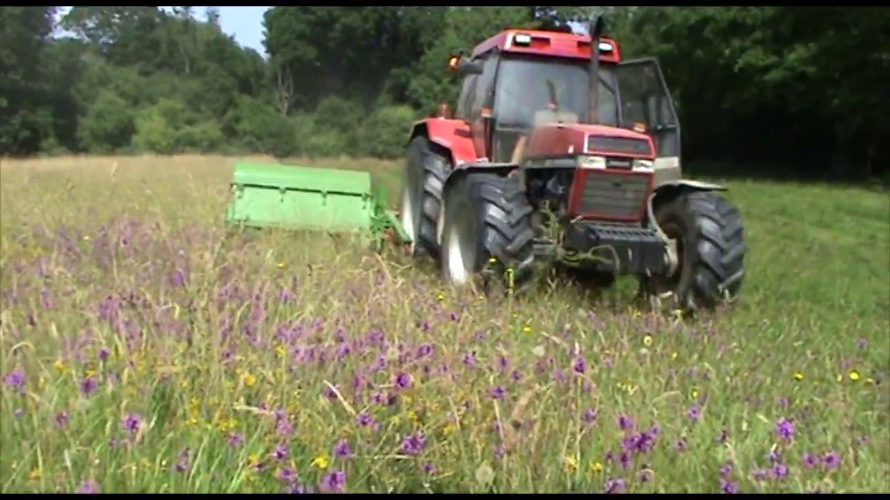 Collecting Wildflower Seeds | Best Flower Site