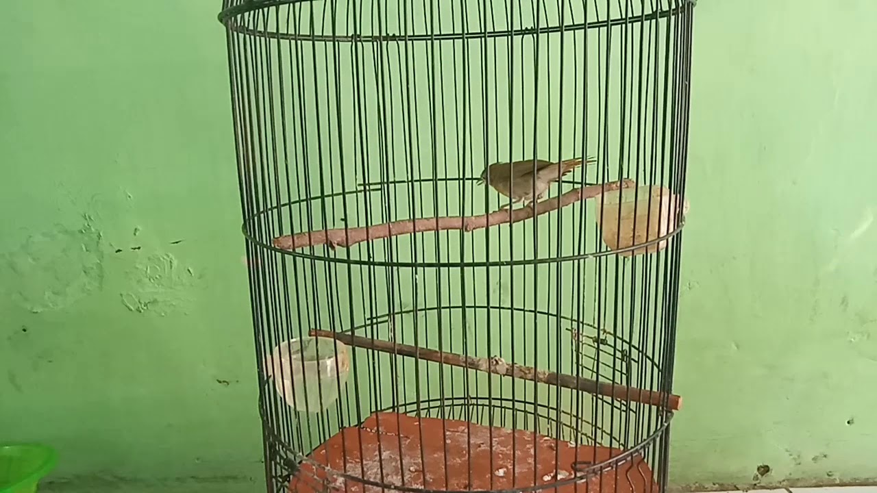 Tembakan ciung air, mewah buat masteran burung kesayangan Anda - YouTube