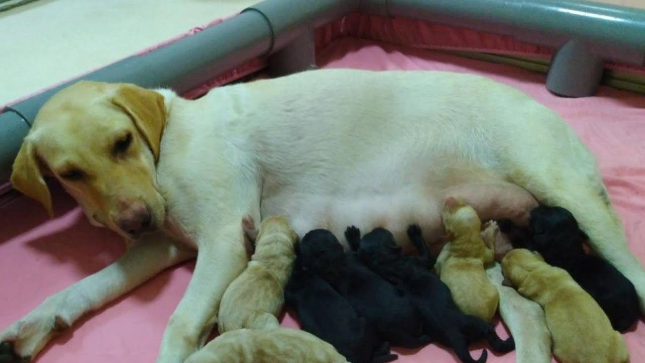 The Taiwan Customs Detector Dog Breeding and Training Center - YouTube