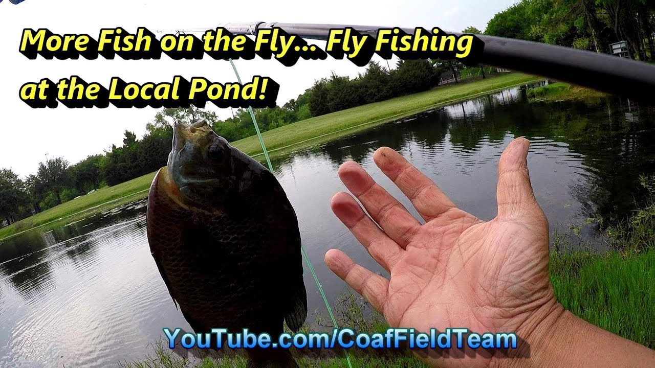 More Fish on the Fly... Fly Fishing at the Local Pond! #flyfishing ...