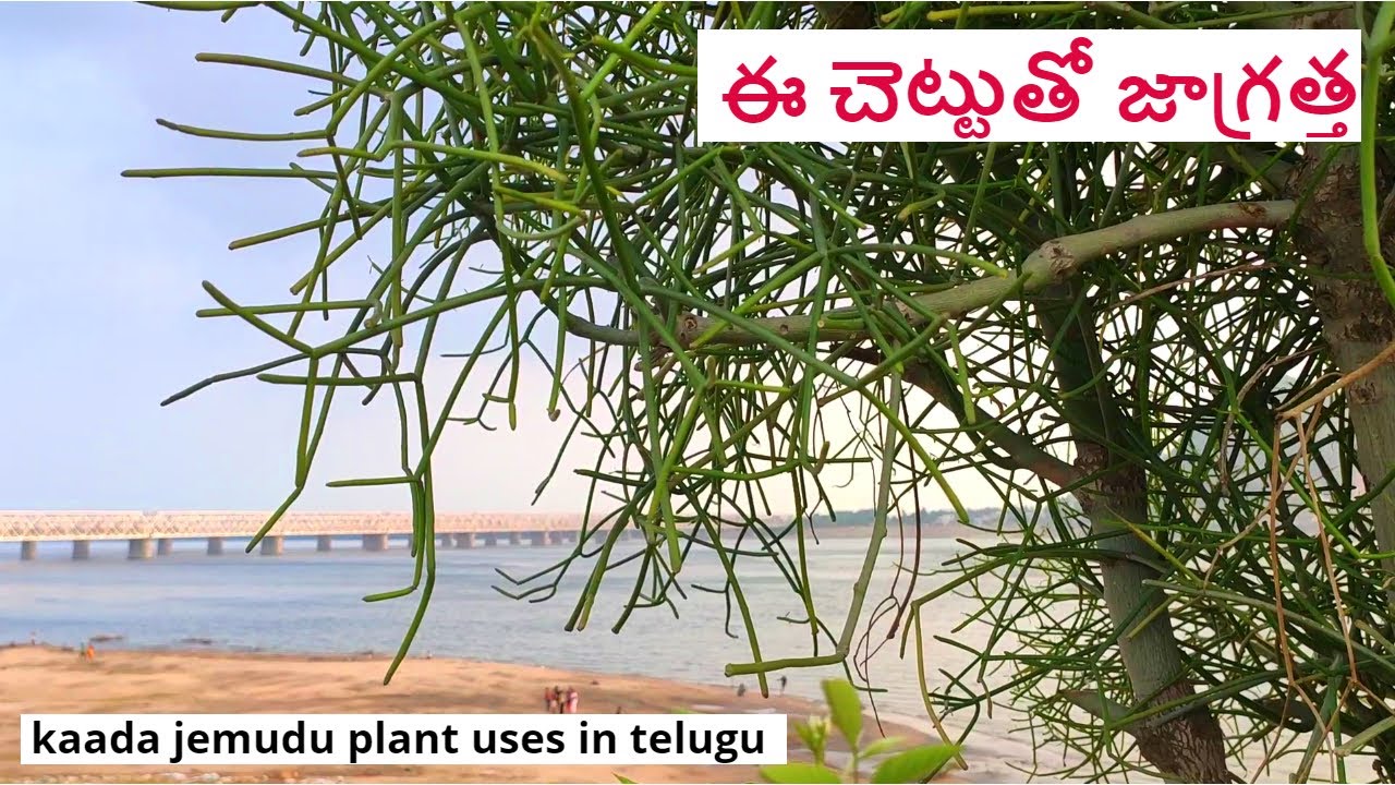 కాడ జెముడు గురించి తెలుసా || kaada jemudu plant uses in telugu - YouTube