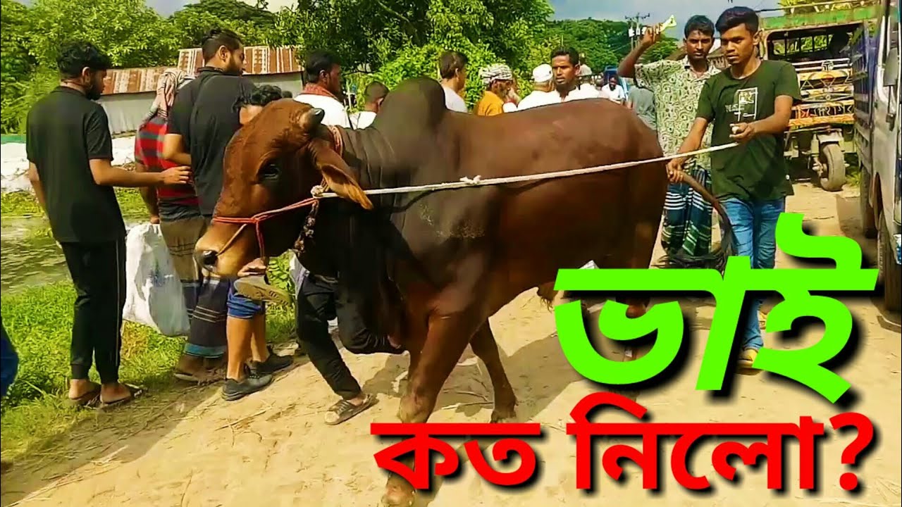 Bhai gurota koto nillo? Bosila qurbani guror haat Dhaka- 2022 - YouTube