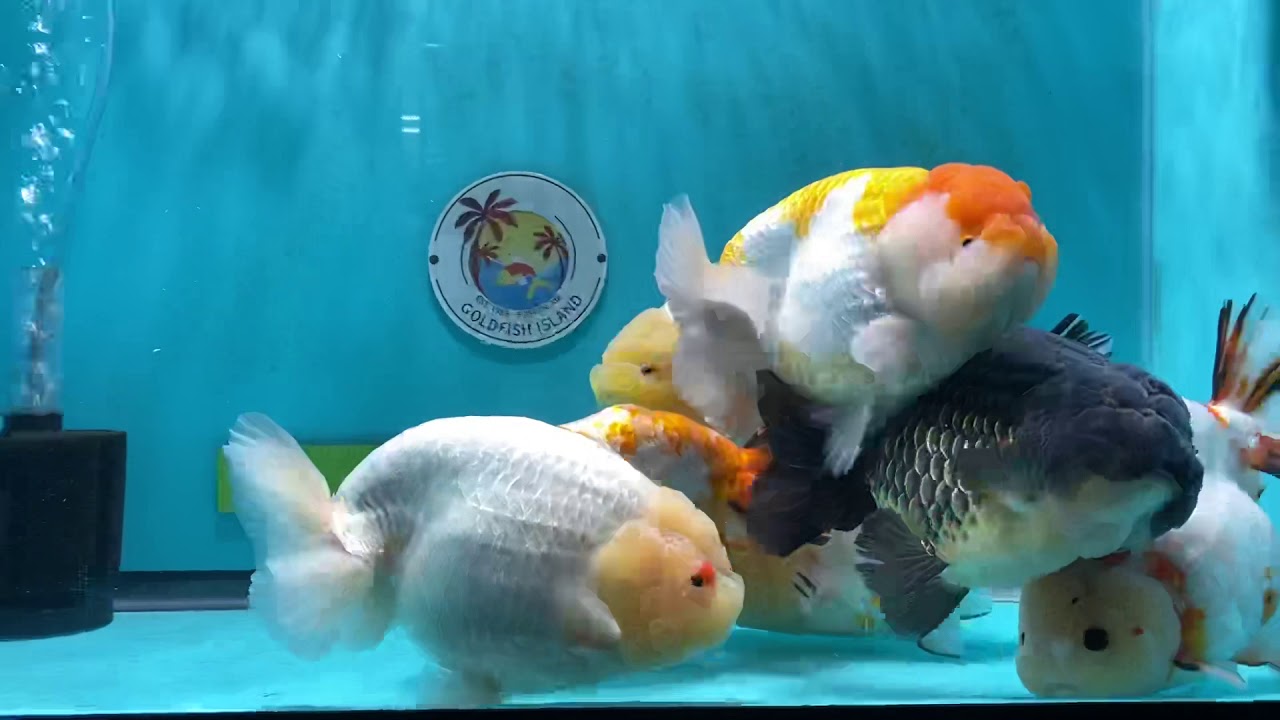 Goldfish Island Jumbo Ranchu 1106 - YouTube