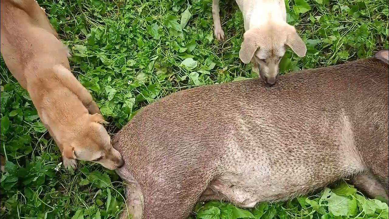 hnub no caum npua teb tau 1tug loj kawg thiab - YouTube