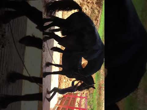 Apareando yeguas frisonas, cargando animales, apareamiento de animales ...