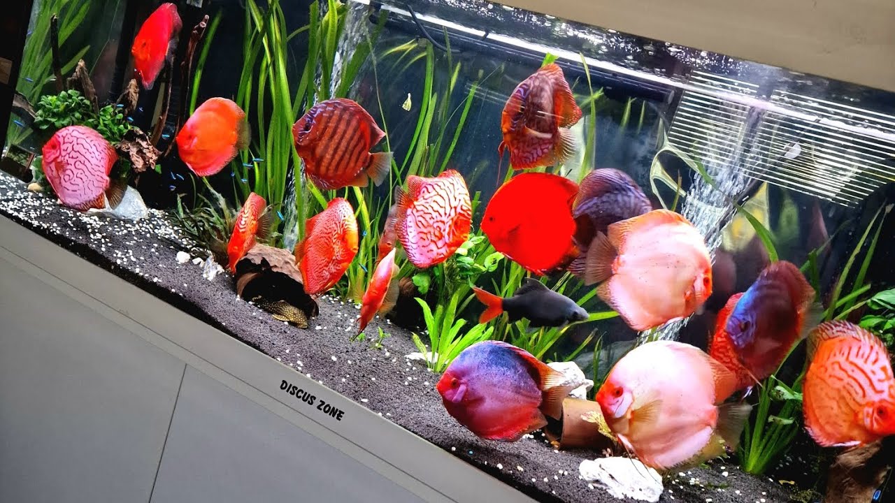 Discus Planted Aquarium Update - YouTube