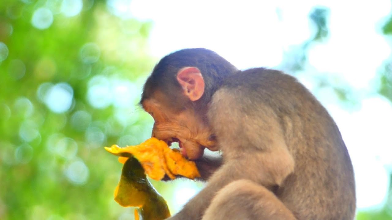 Bulo Monkey eating Mango after play other Monkeys - YouTube