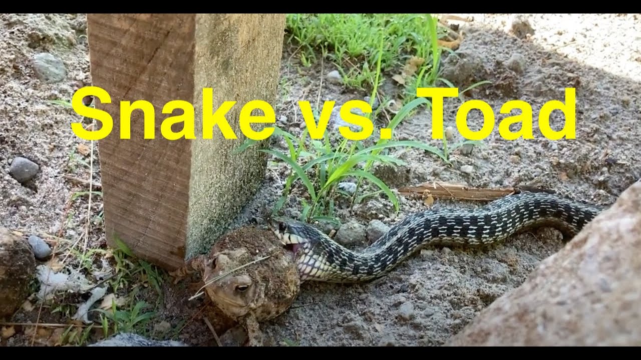 Snake Eats a Toad - YouTube