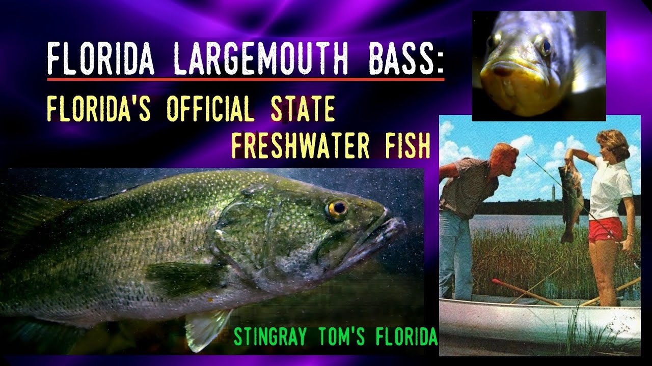 The Florida Largemouth Bass - Florida's Official Freshwater Fish: A ...