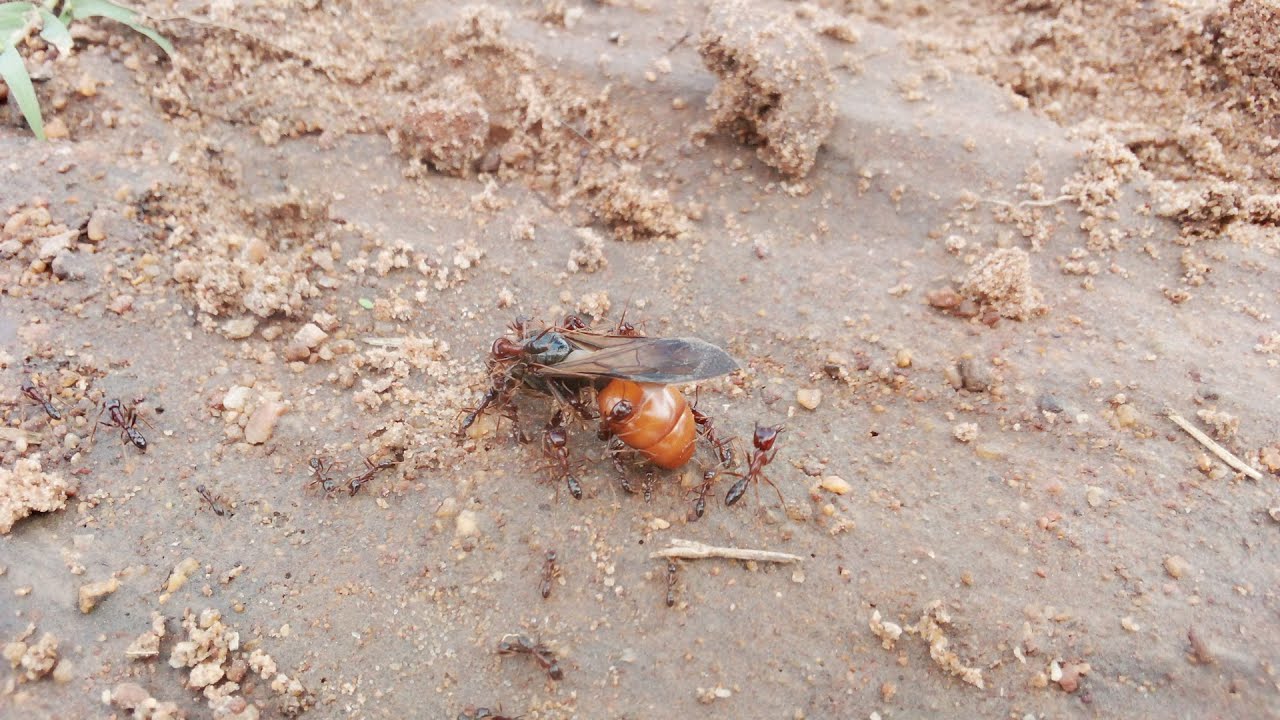 Driver Ants Attacked And Killed A Trespassing Queen Flying Ant - YouTube