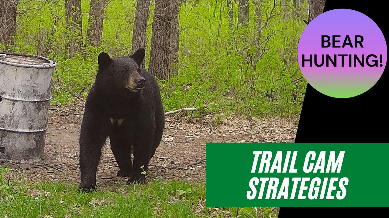 Trail cam strategies from a Bear Hunting Guide - YouTube
