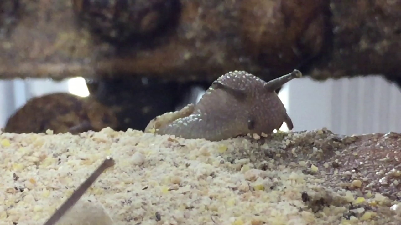 Mesmerising Munching: Snails Eating Close-Up 🐌🍽️🔍 - YouTube