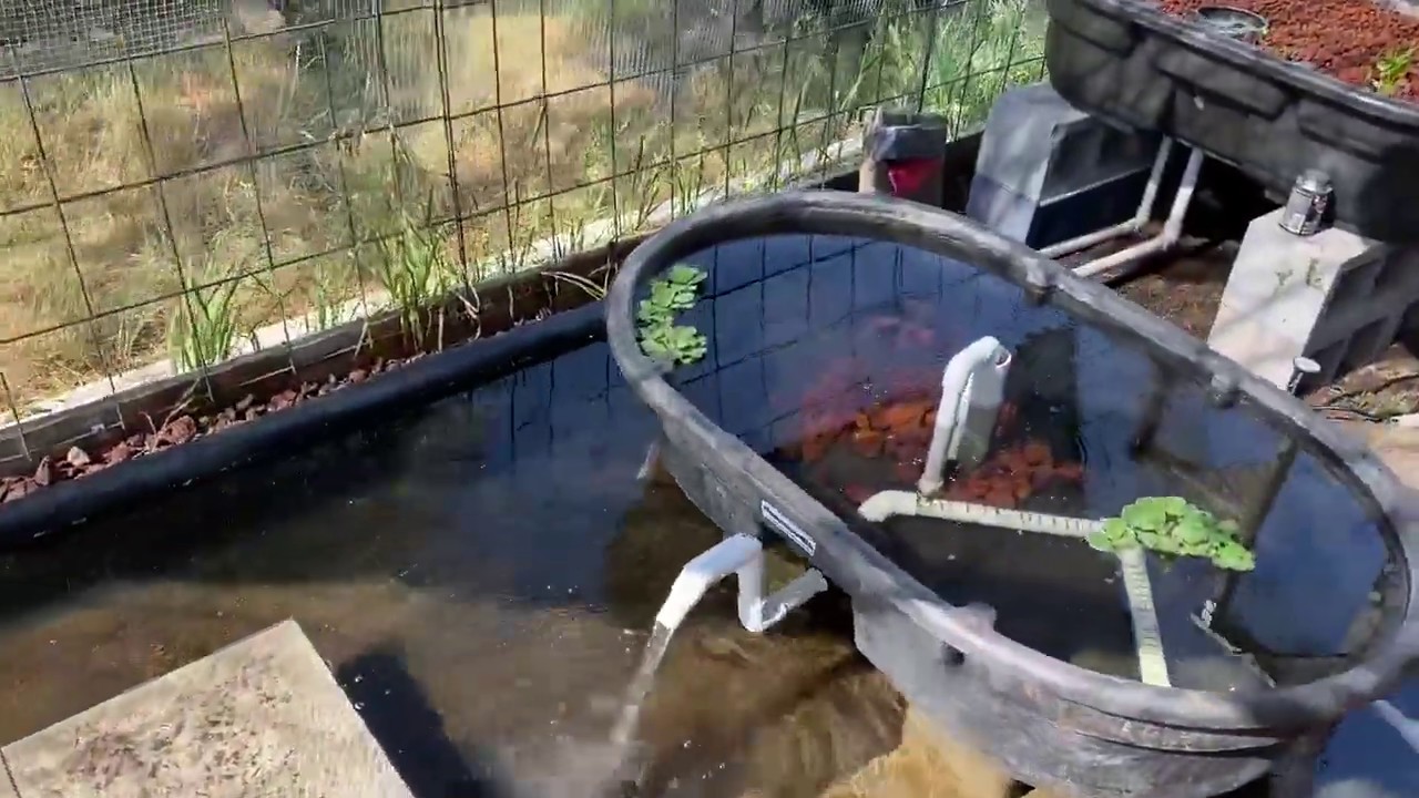 Aviary Water Garden Remodel - Part Three - YouTube