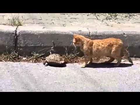 Kedi ve Kaplumbağa çok ilginç ve komik kedi.