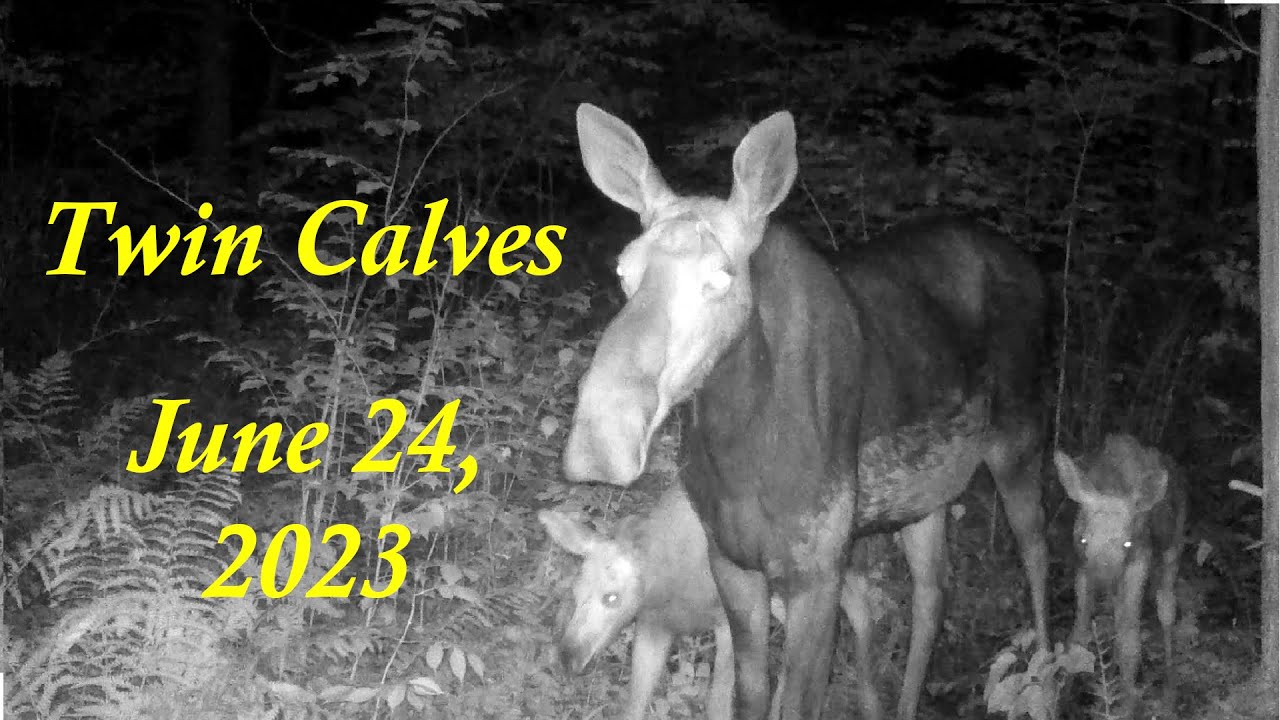 Cow Moose and Twin Calves June 24 2023 | Trail Camera (Ottawa, Ontario ...