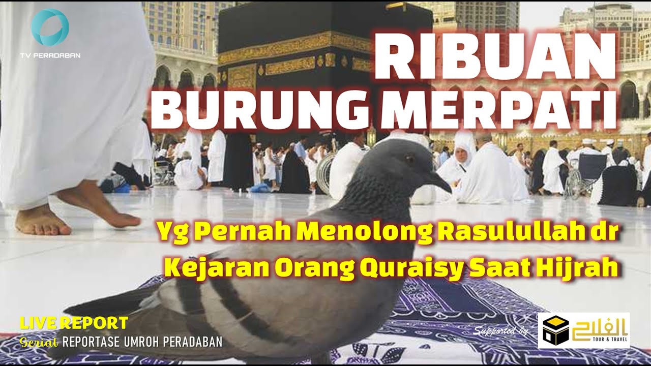 RIBUAN BURUNG MERPATI DI MASJIDIL HARAM, PERNAH MENYELAMATKAN ...