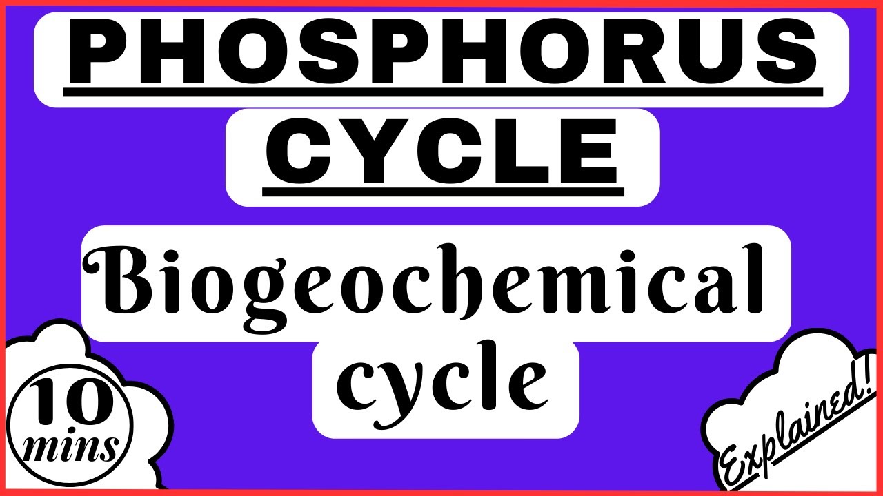 Phosphorus Cycle | Weathering - Phosphorus Absorption - Return of ...