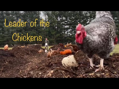 Follow the Leader: Chicken Edition - YouTube