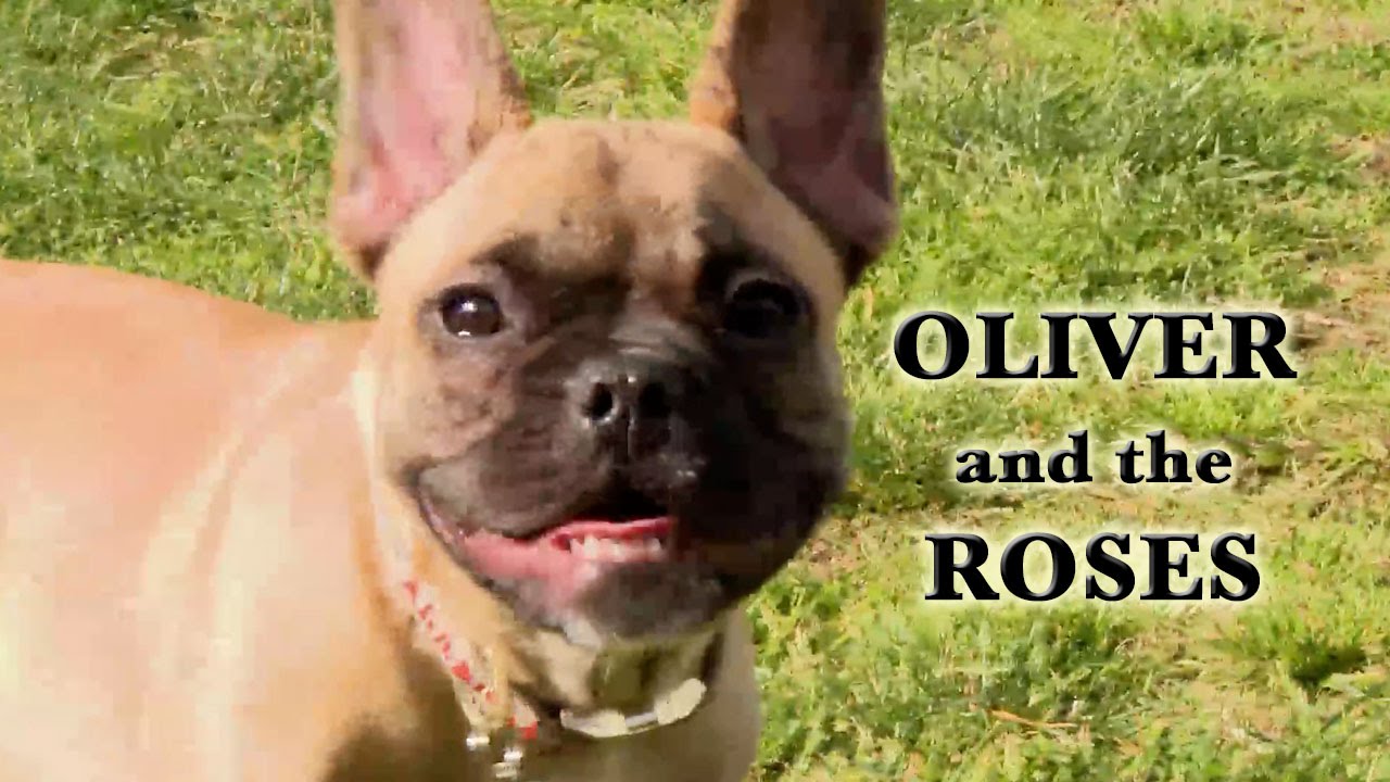 Oliver Smells the Roses! - YouTube