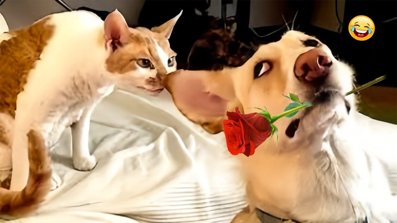 Super Funny Animals That Will Make You Laugh Non-Stop 😹🐶 The Funniest ...