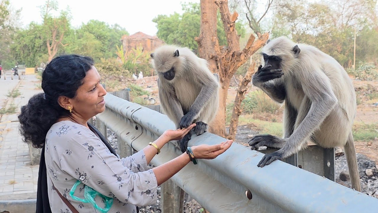 Monkey taking food from lady | Monkey and lady friendship - YouTube